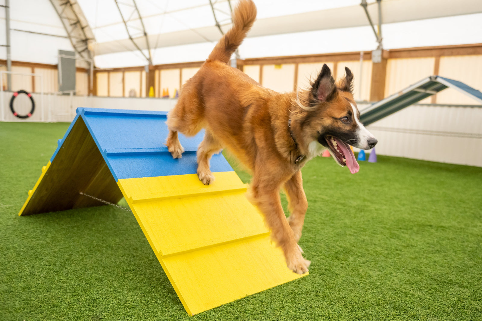 Dog Agility A-Frame