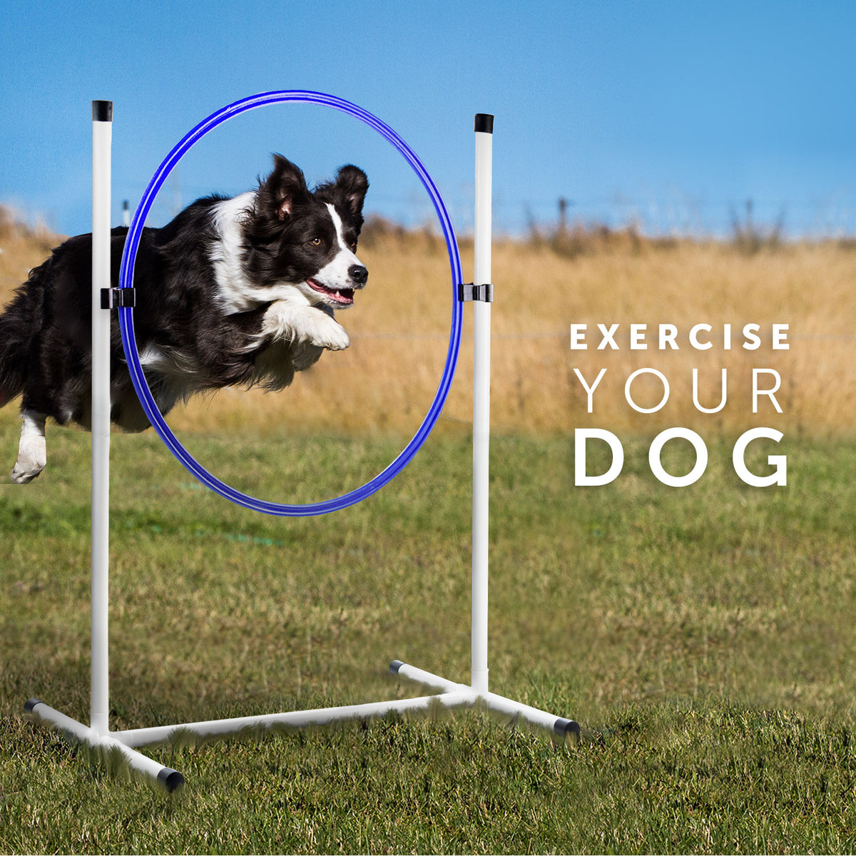 3 Piece Essential Dog Agility Equipment Set